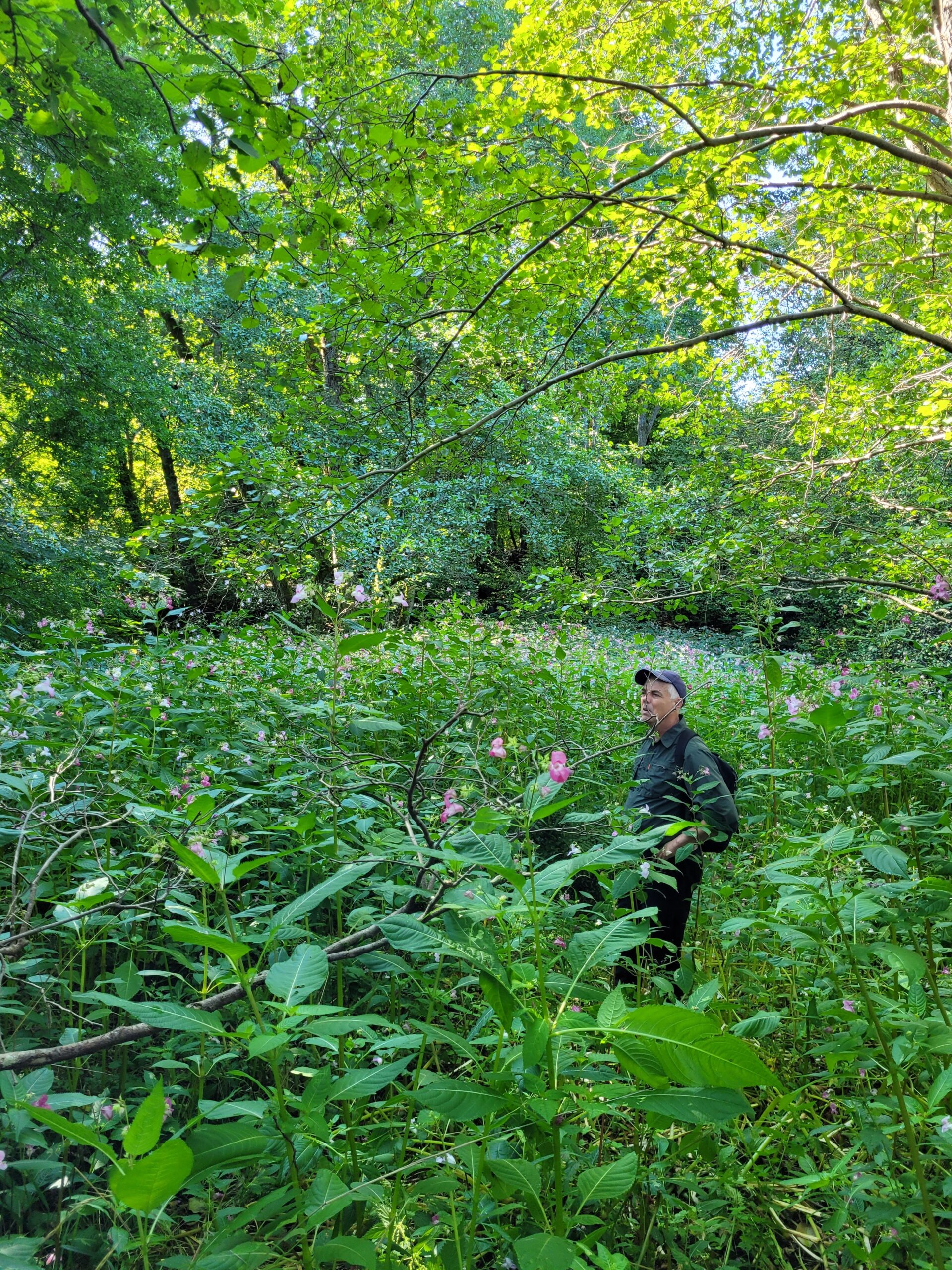 Invasiva arter allt vanligare - Alekuriren - Alekuriren
