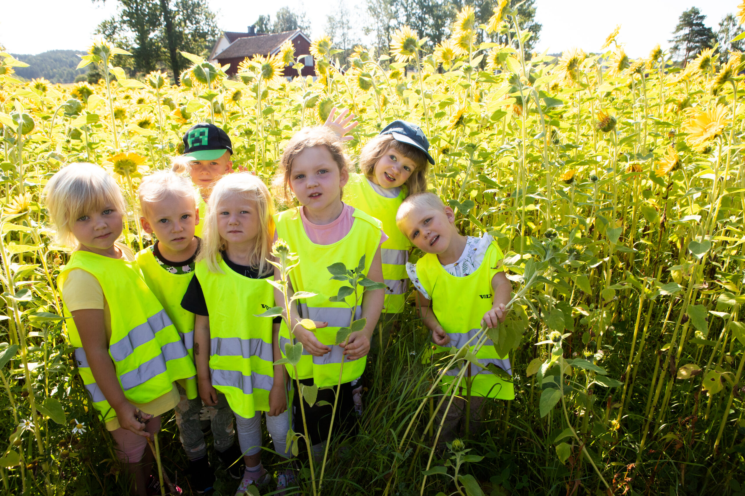 Solrosor till förmån för Barncancerfonden - Alekuriren - Alekuriren